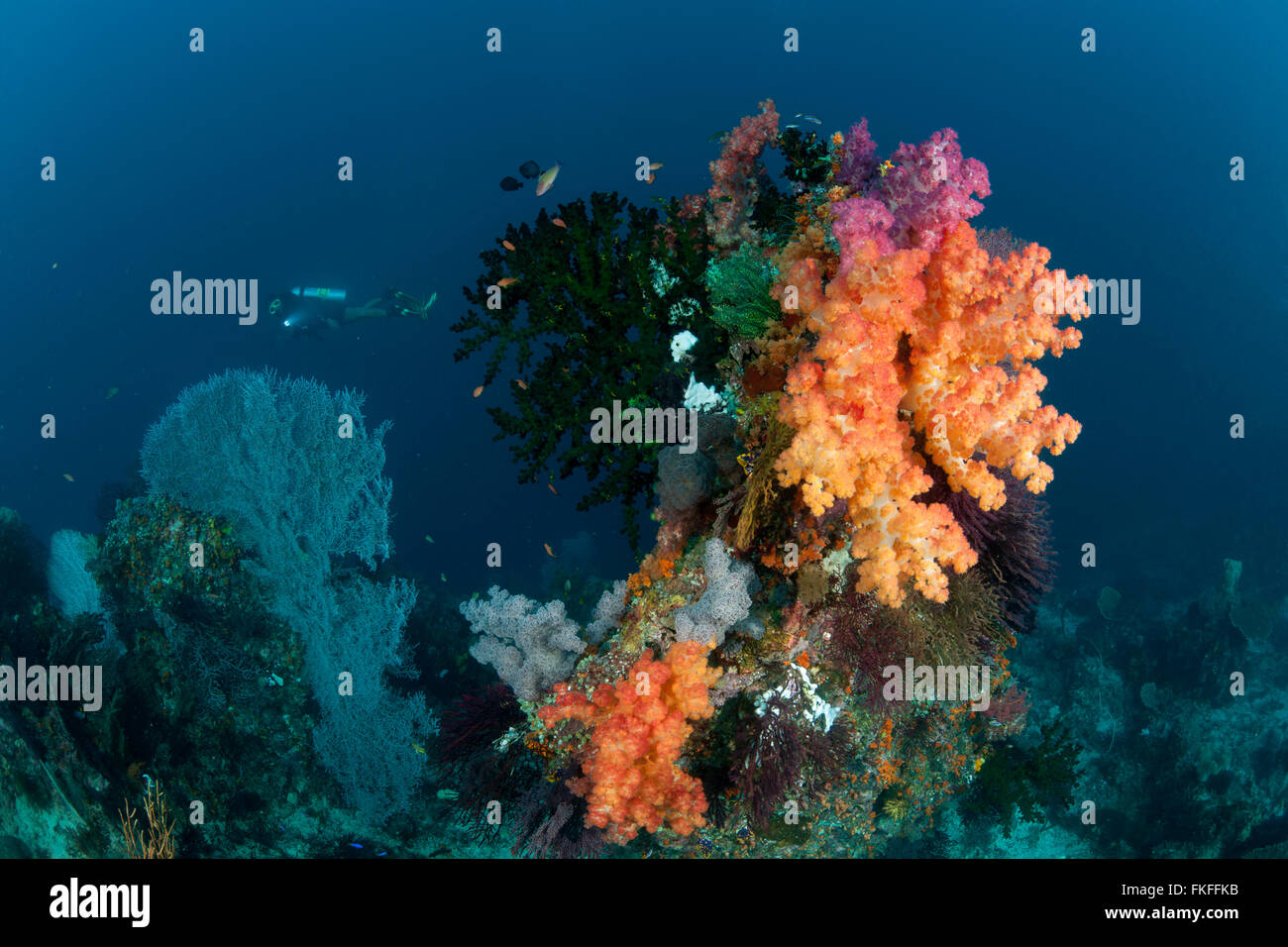 Colorful coral reef with soft and fan corals Stock Photo - Alamy