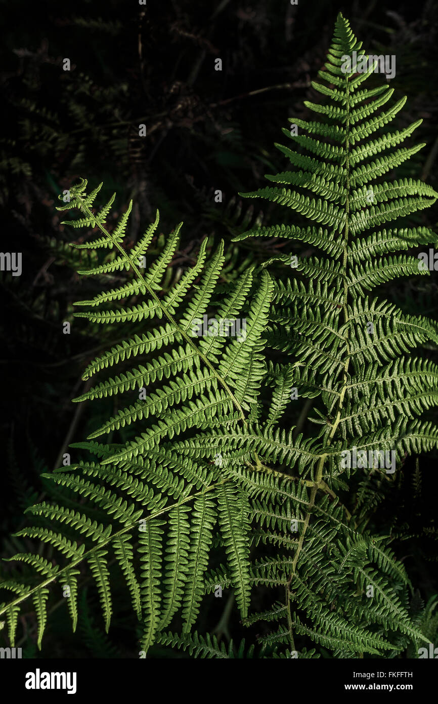 Ferns backgrounds hi-res stock photography and images - Alamy