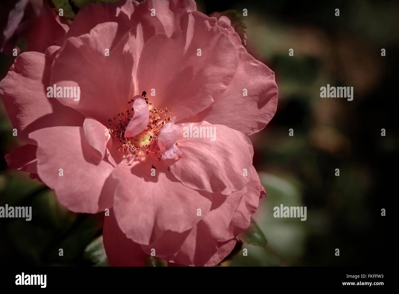 Dark pink dog rose hi-res stock photography and images - Alamy