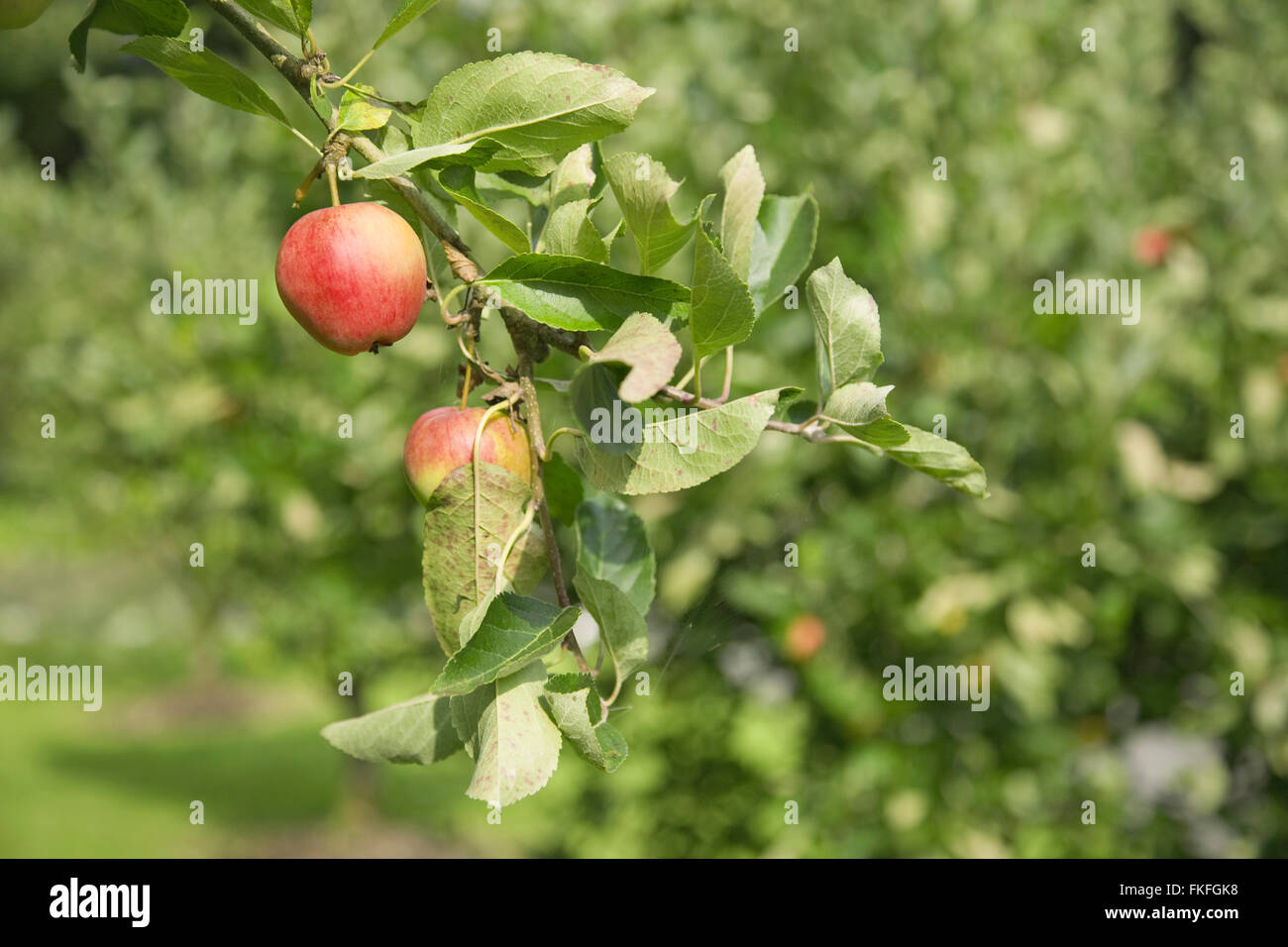 Red Apples on a Apple Tree Stock Photo - Alamy