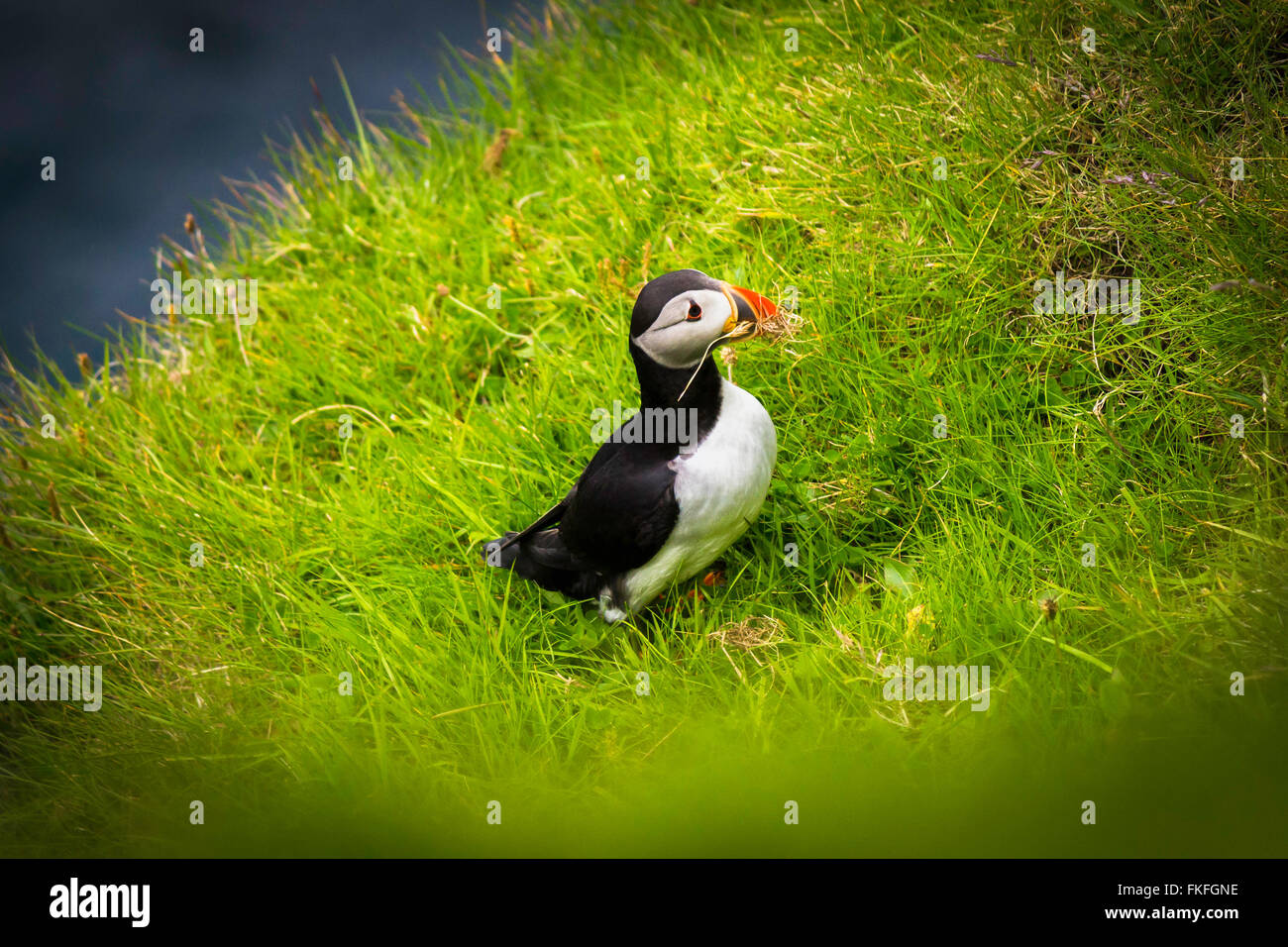 Atlantic puffin in the grass. Faroe islands, Denmark, Europe Stock ...
