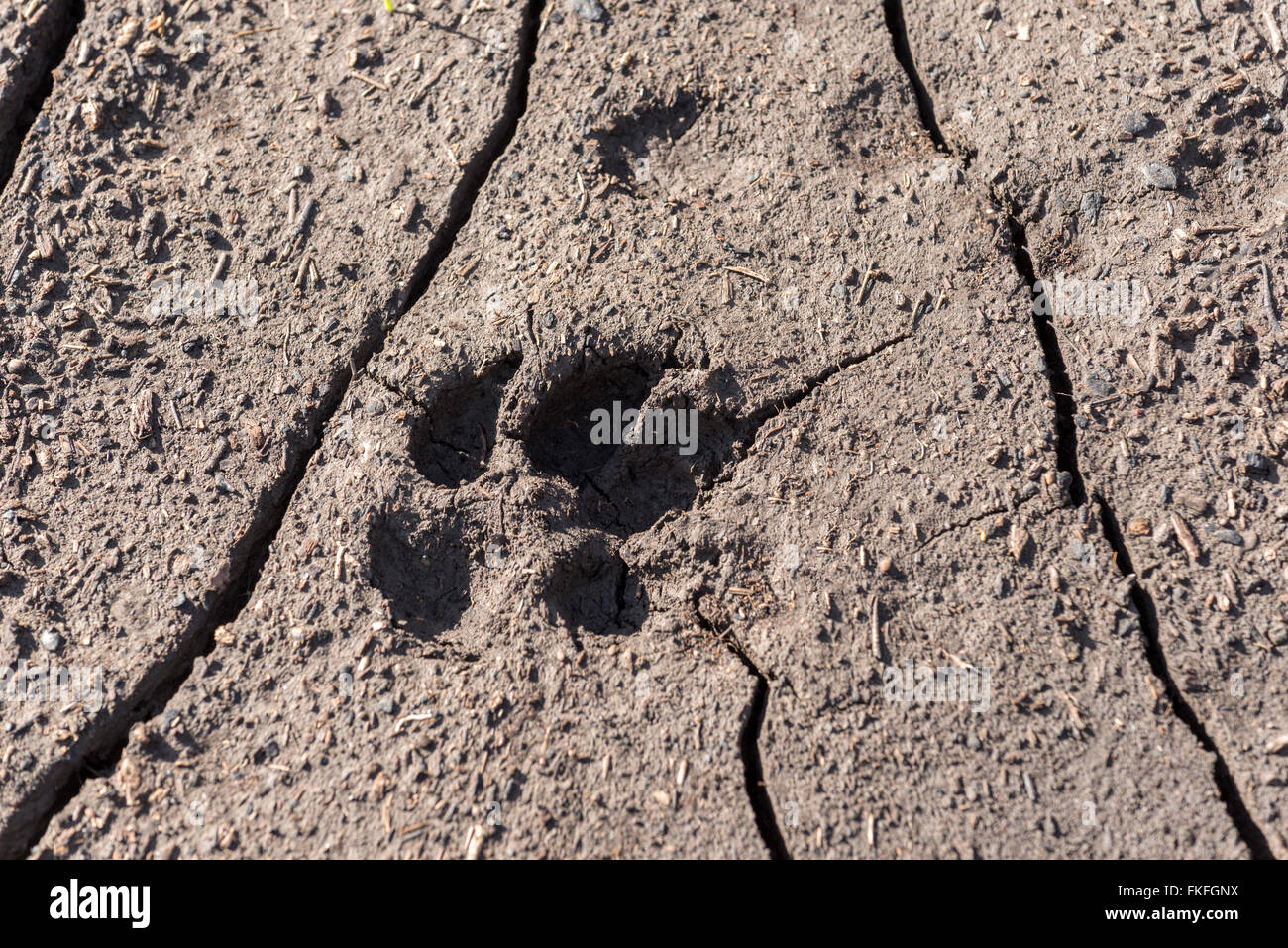 Coyote Tracks In Sand