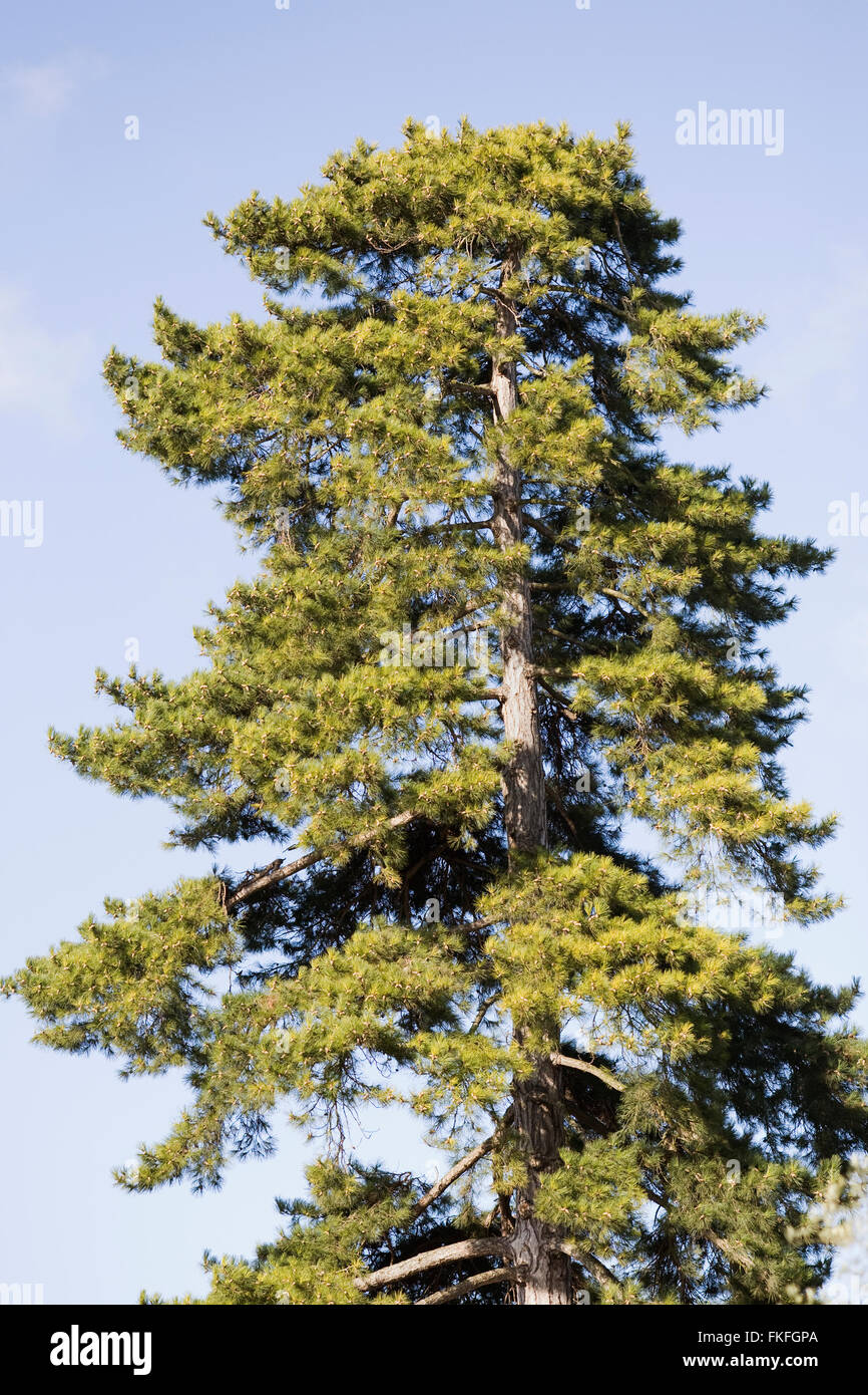 Pine tree against a blue sky Stock Photo - Alamy