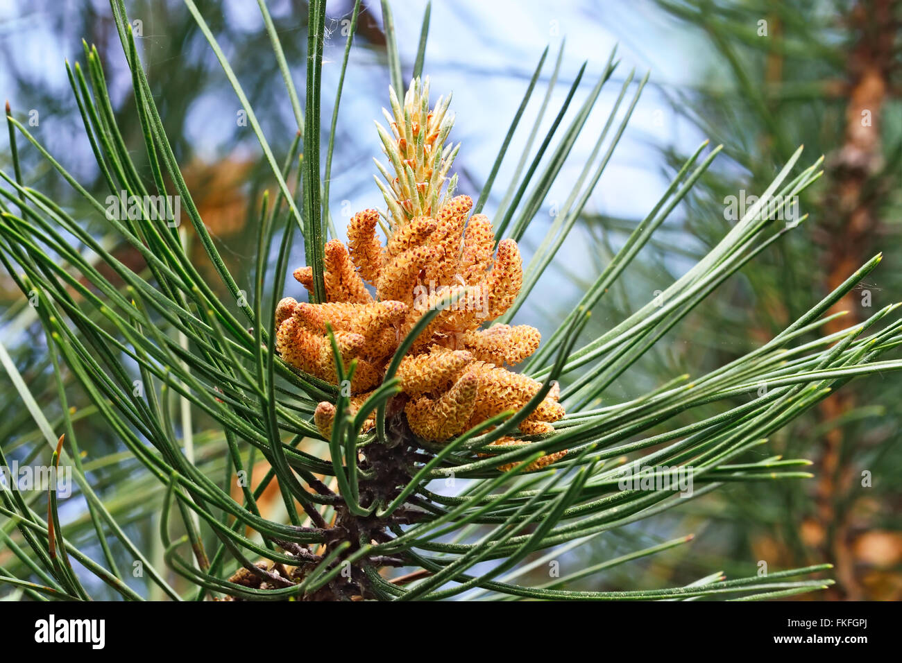 Pinus mugo. Needles and buds close up Stock Photo - Alamy