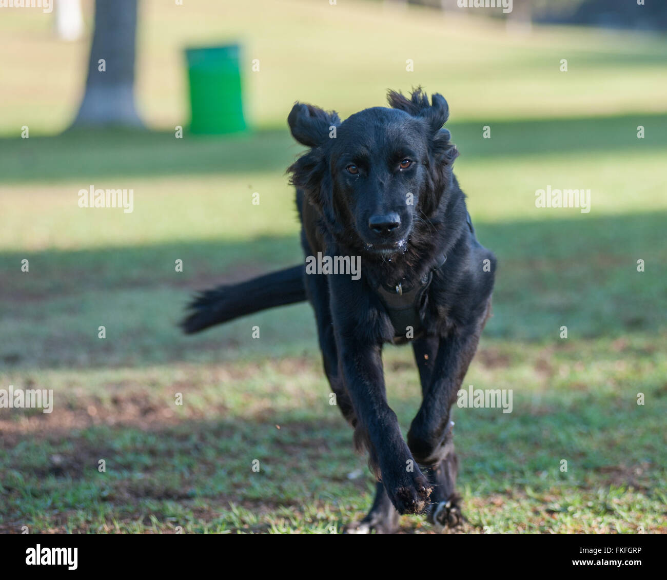Black Labrador on the run Stock Photo - Alamy