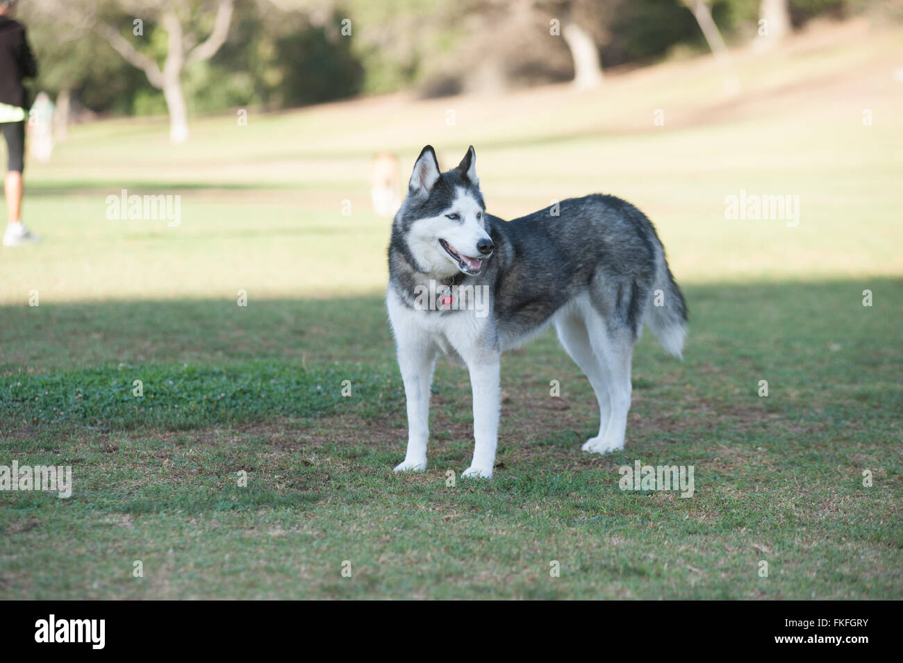Black and white Siberian Husky standing on the grass Stock Photo - Alamy