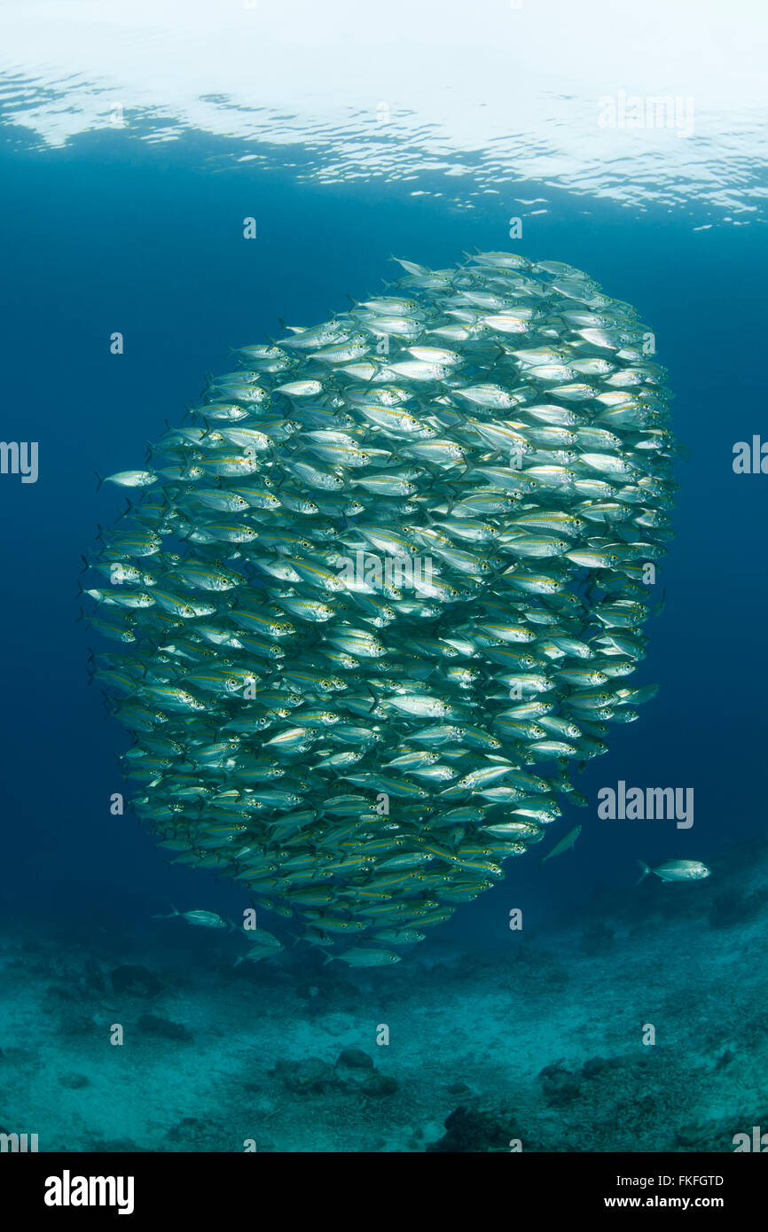School of yellow line scads (Selaroides leptolepis Stock Photo - Alamy