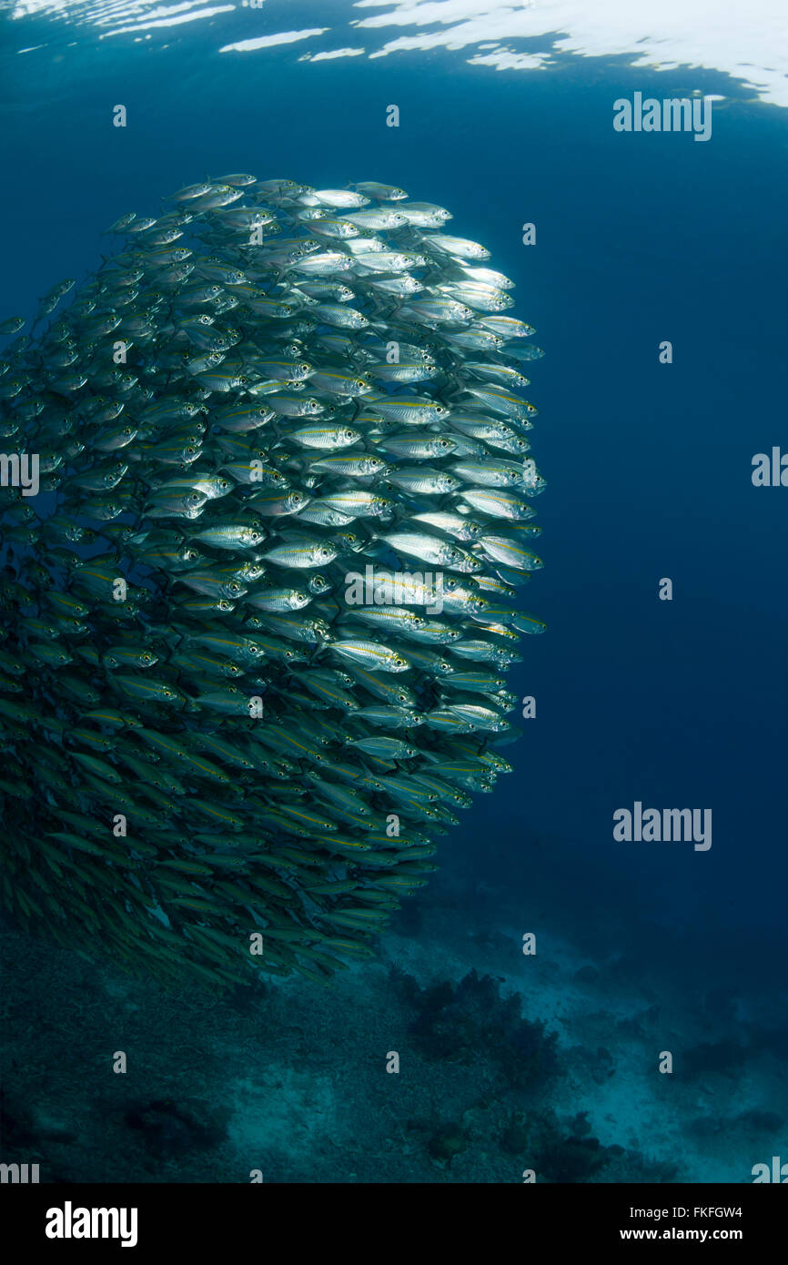 Selaroides leptolepis fish hi-res stock photography and images - Alamy