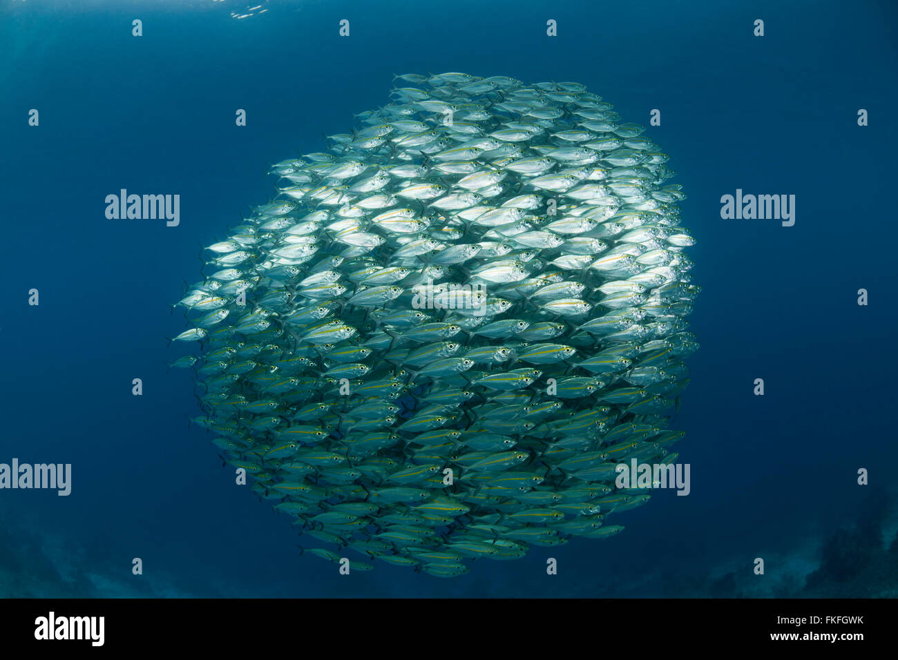 School of yellow line scads (Selaroides leptolepis Stock Photo - Alamy