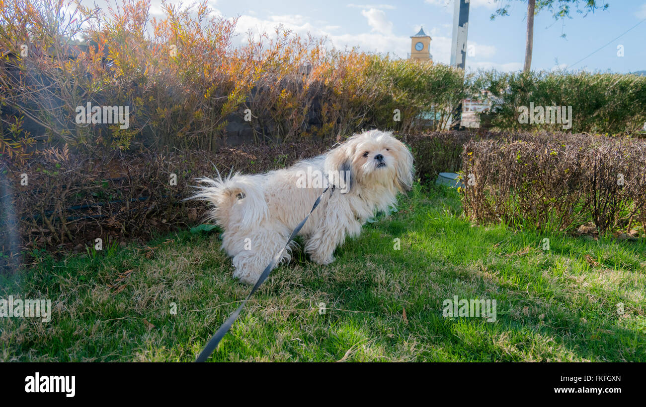 Dog at park Stock Photo - Alamy