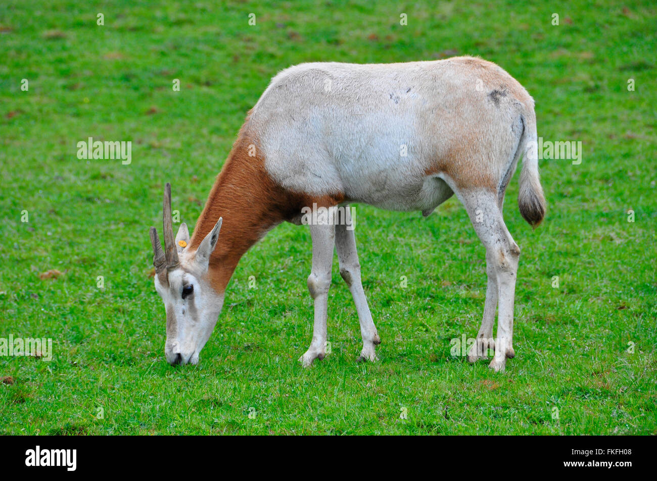 Wild male adult goat hi-res stock photography and images - Alamy