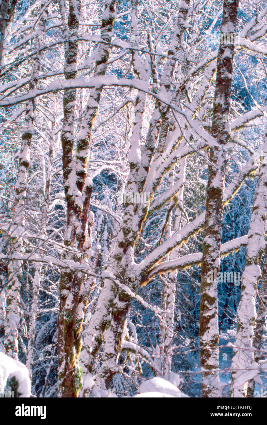 Snow covered Red Alder trees in Pacific Northwest forest Stock Photo ...