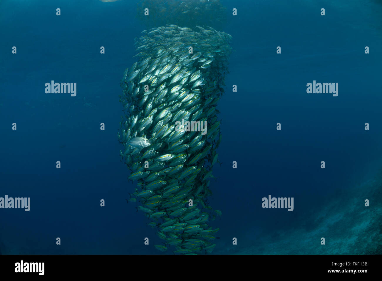 School of yellow line scads (Selaroides leptolepis Stock Photo - Alamy