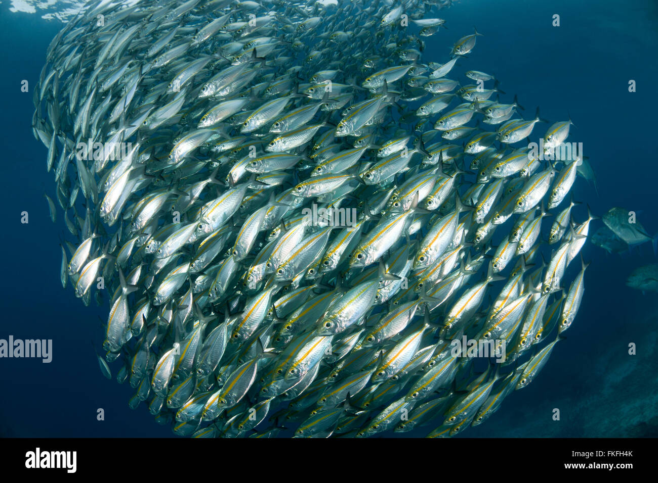 School of yellow line scads (Selaroides leptolepis) hunted by bluefin ...