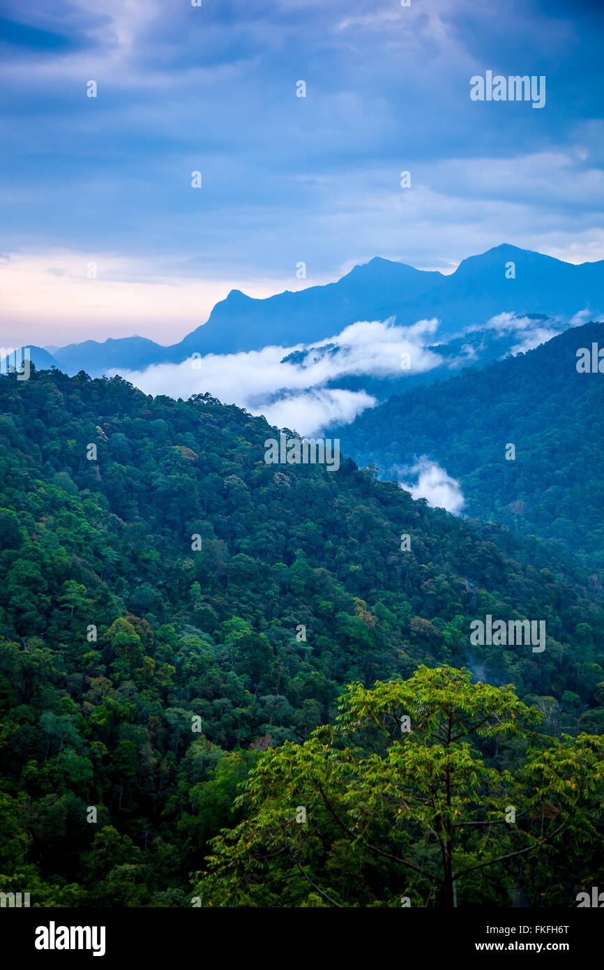 Misty tropical rainforest mountain range and hills with foreground tree ...