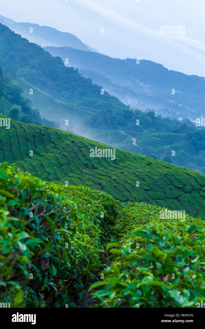 Layered hedge hi-res stock photography and images - Alamy