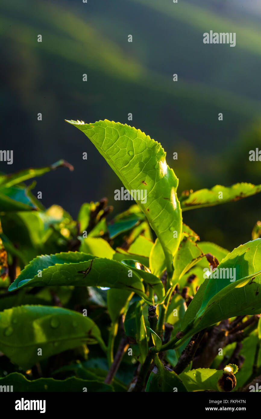 tea leaves close up in a Cameron Highlands tea leaf plantation back lit ...