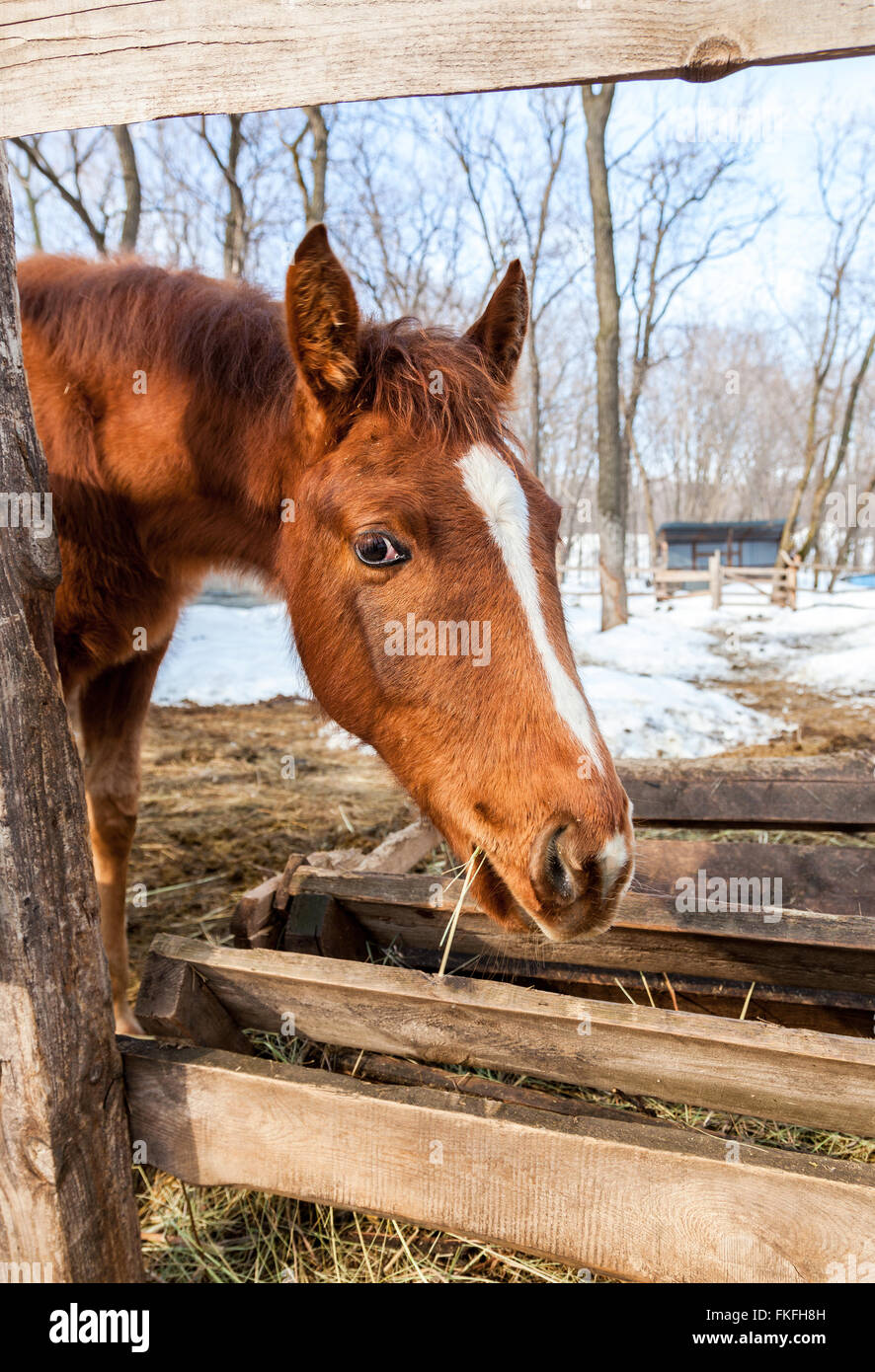 Head of a beautiful chestnut stallion at the farm Stock Photo - Alamy