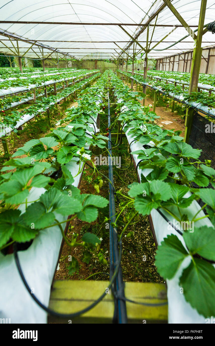 Strawberry farm in Cameron Highlands low angle Stock Photo - Alamy