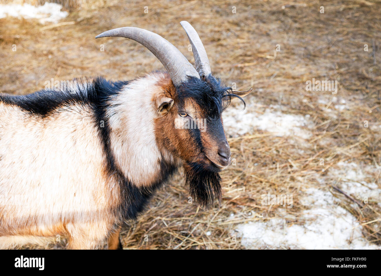 Gray goat hi-res stock photography and images - Alamy