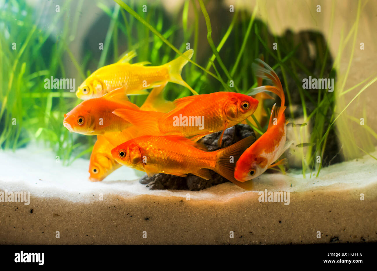 Goldfish eating fish hi-res stock photography and images - Alamy