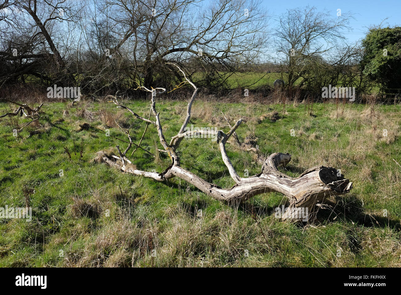 large tree branch rotting in the countryside Stock Photo - Alamy