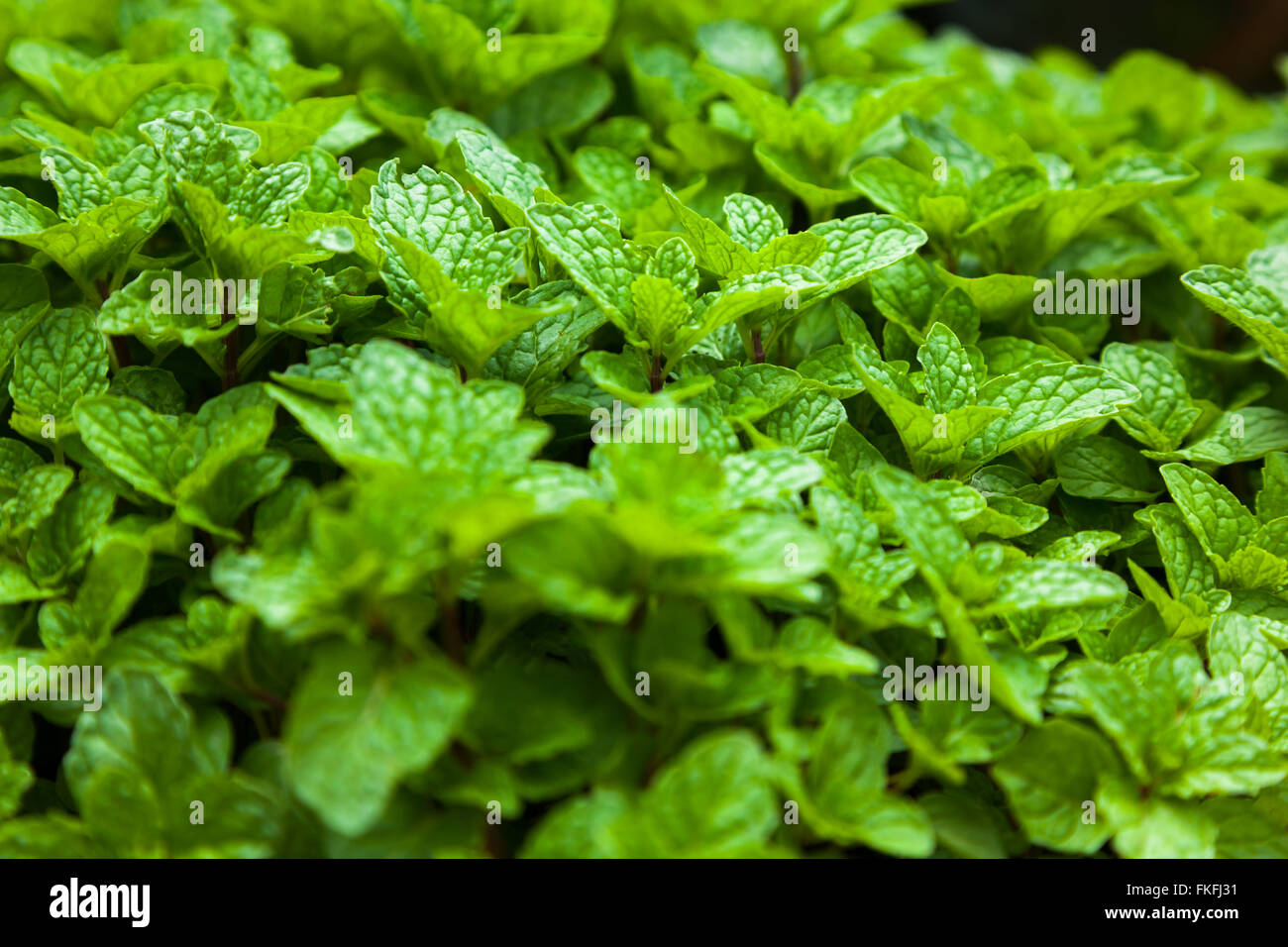 Young mint plant hi-res stock photography and images - Alamy