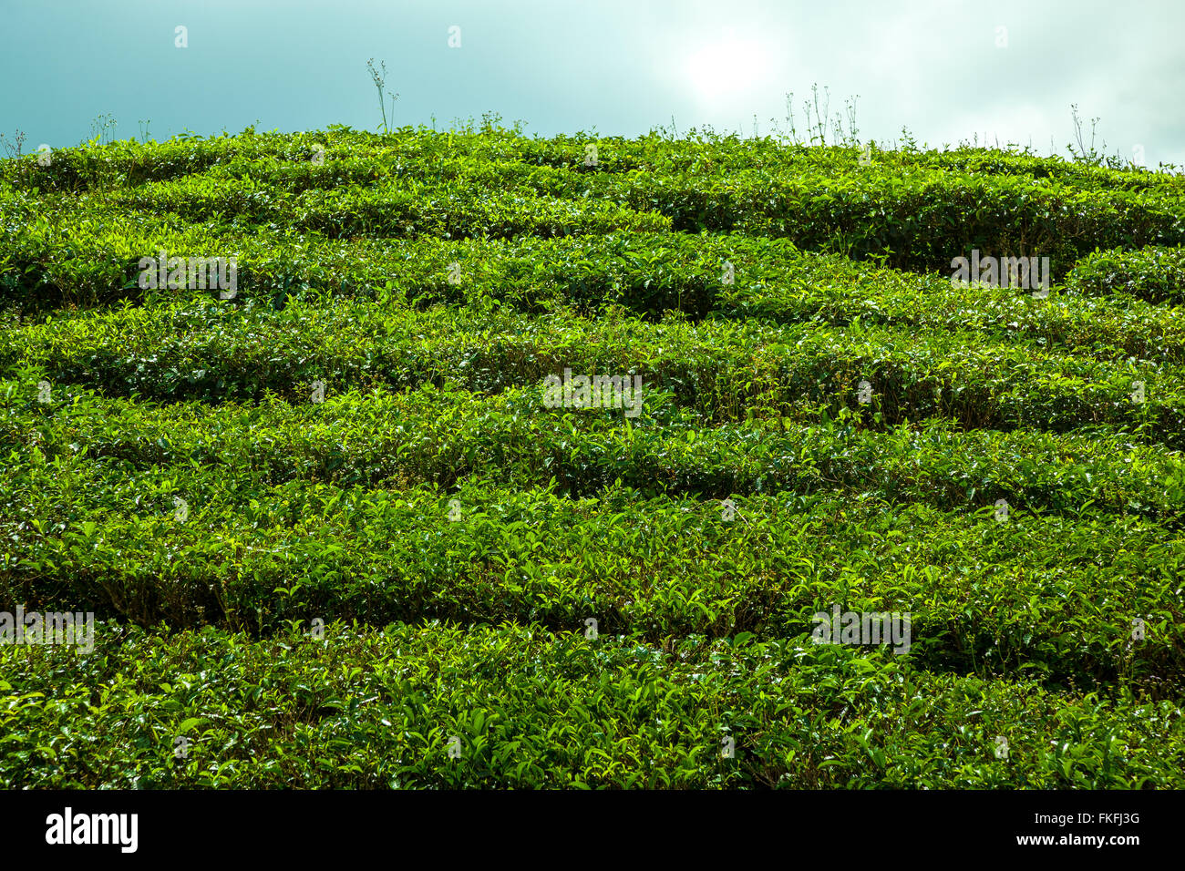 Tea plantation hedge in Cameron Highlands at noon Stock Photo - Alamy