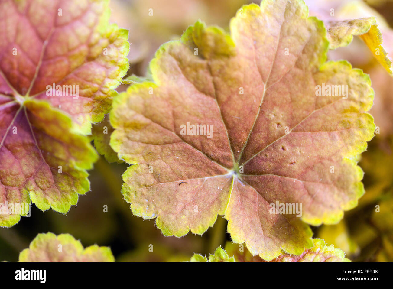 Coral bells heuchera leaves orange decorative foliage hi-res stock ...