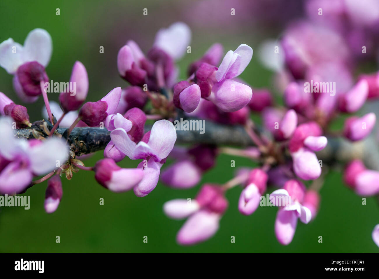Cercis canadensis flowers hi-res stock photography and images - Alamy