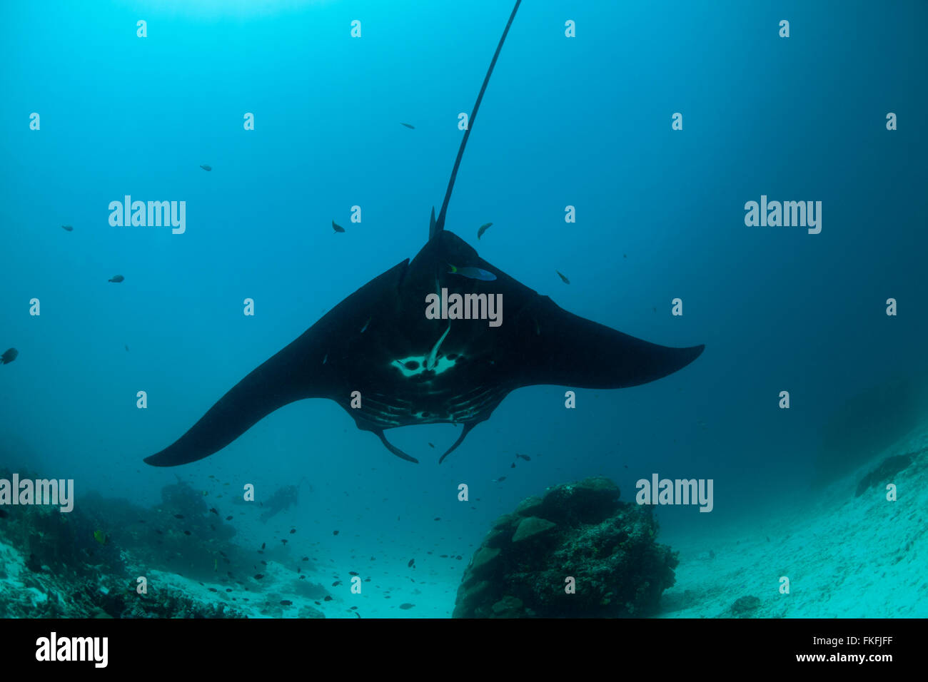 Giant manta rays (Manta birostris) at a cleaning station. North Raja ...