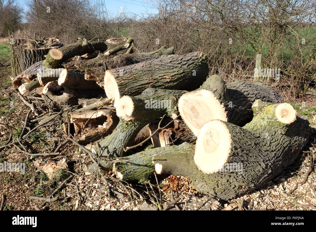 logs seasoning in the countryside Stock Photo - Alamy