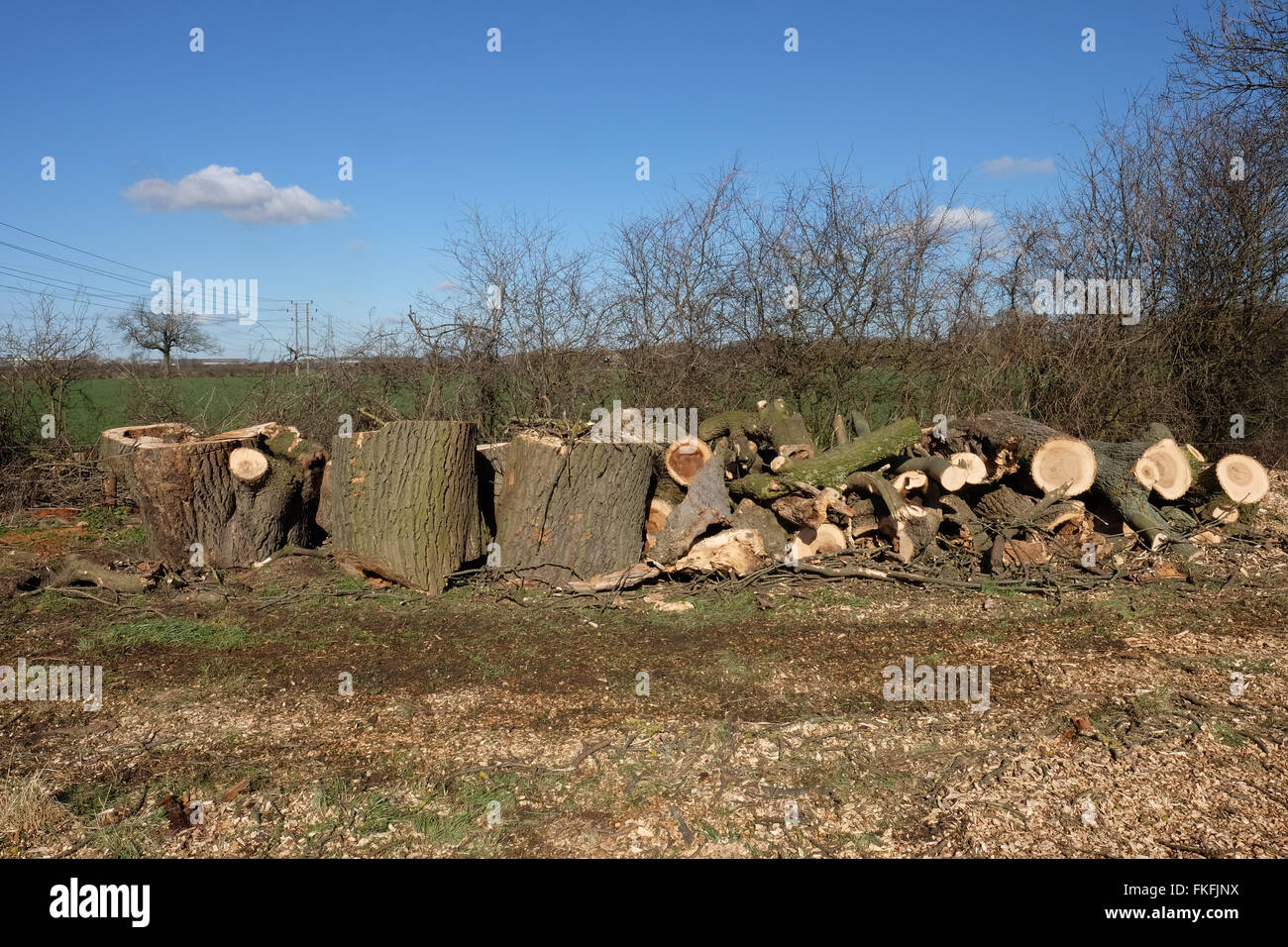 remains of a tree that has been cut down Stock Photo - Alamy