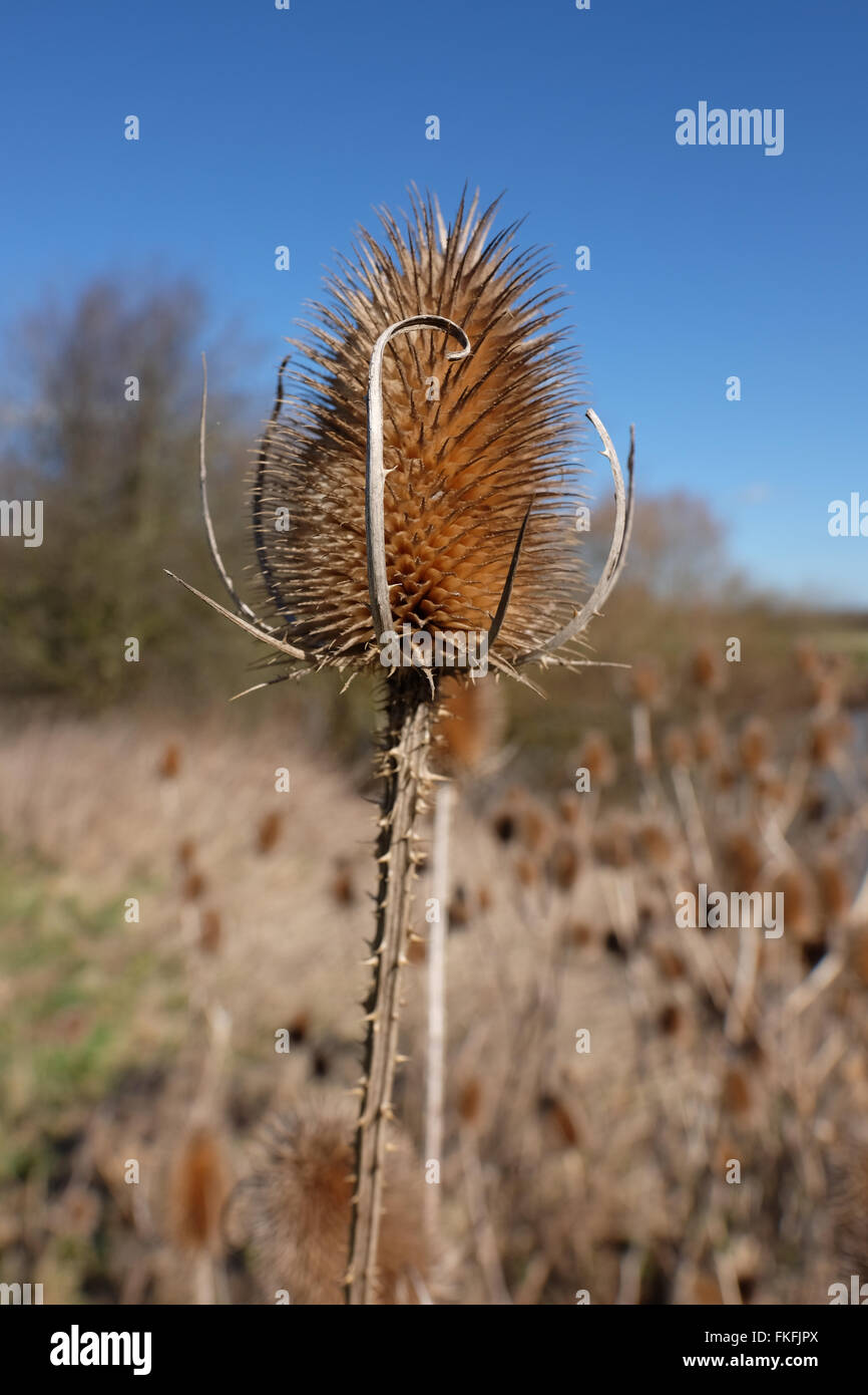 winter teasel in the countryside Stock Photo - Alamy