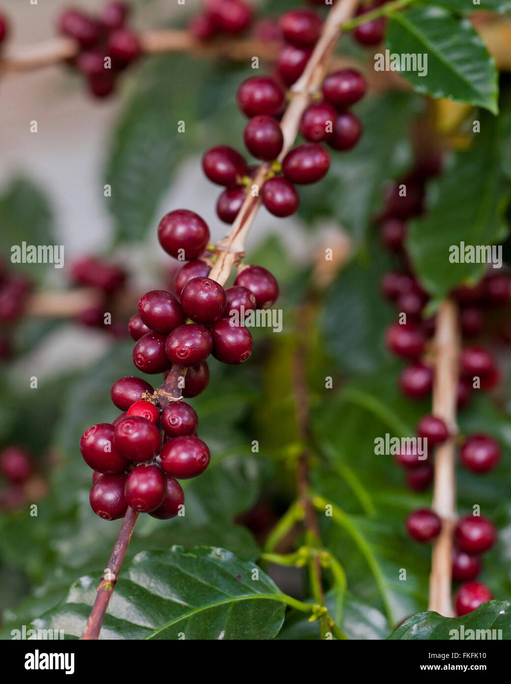 Coffee fruits on plant (coffea arabica Stock Photo - Alamy