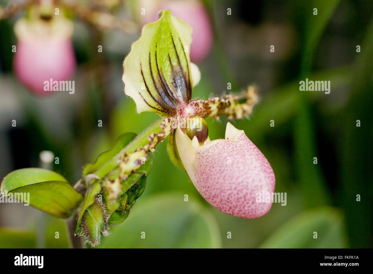 Paphiopedilum victoria-regina orchid flower native to Sumatra Stock ...