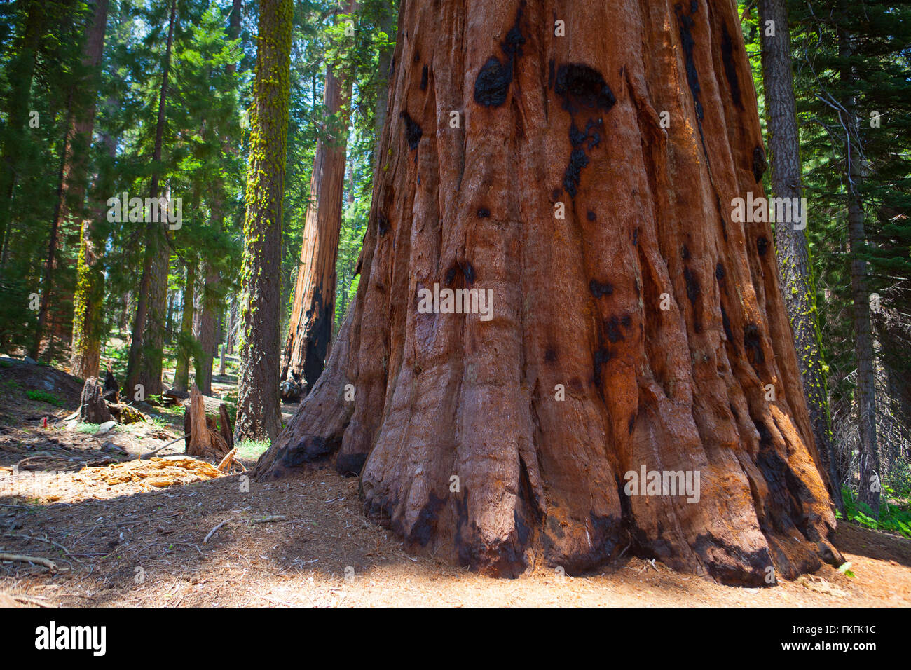 Giant Sequoia redwood trees in Sequoia national park, Sierra Nevada ...