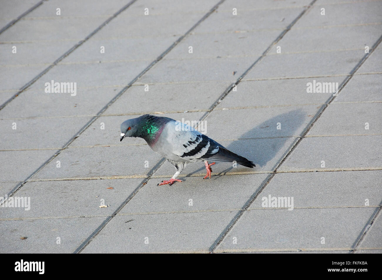 Types of pigeons hi-res stock photography and images - Alamy