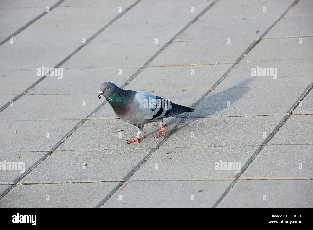 City pigeon posing for pictures.The most common types of pigeons in ...