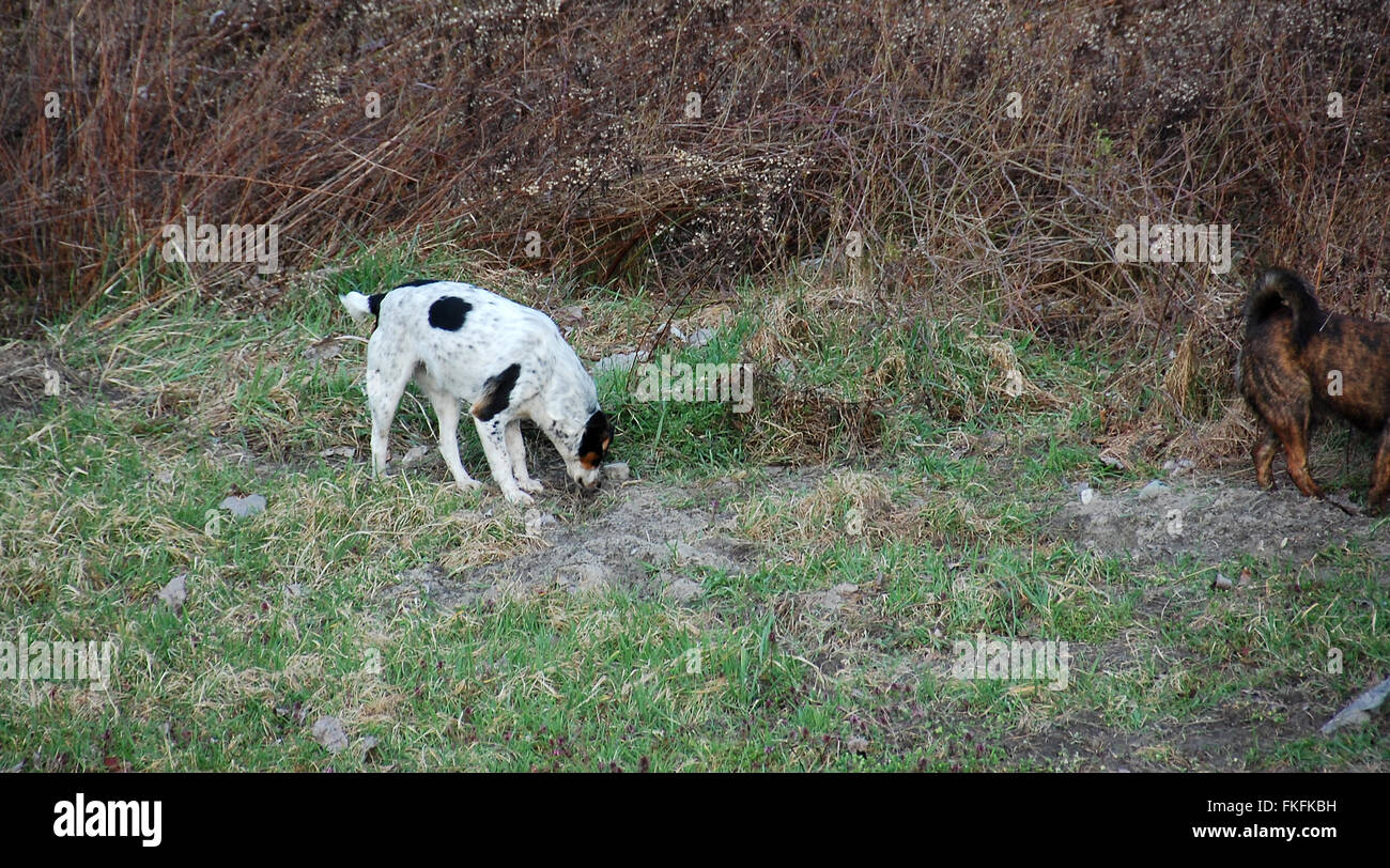 Hunting dogs looking for prey. Expel in front of the hunter Stock Photo ...