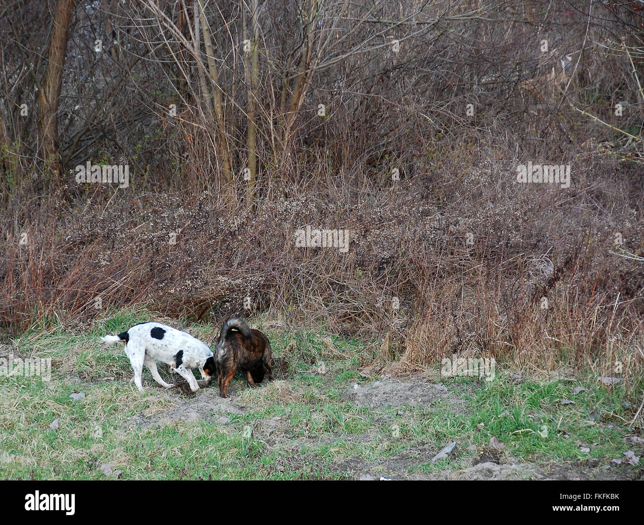 Hunting dogs looking for prey. Expel in front of the hunter Stock Photo ...