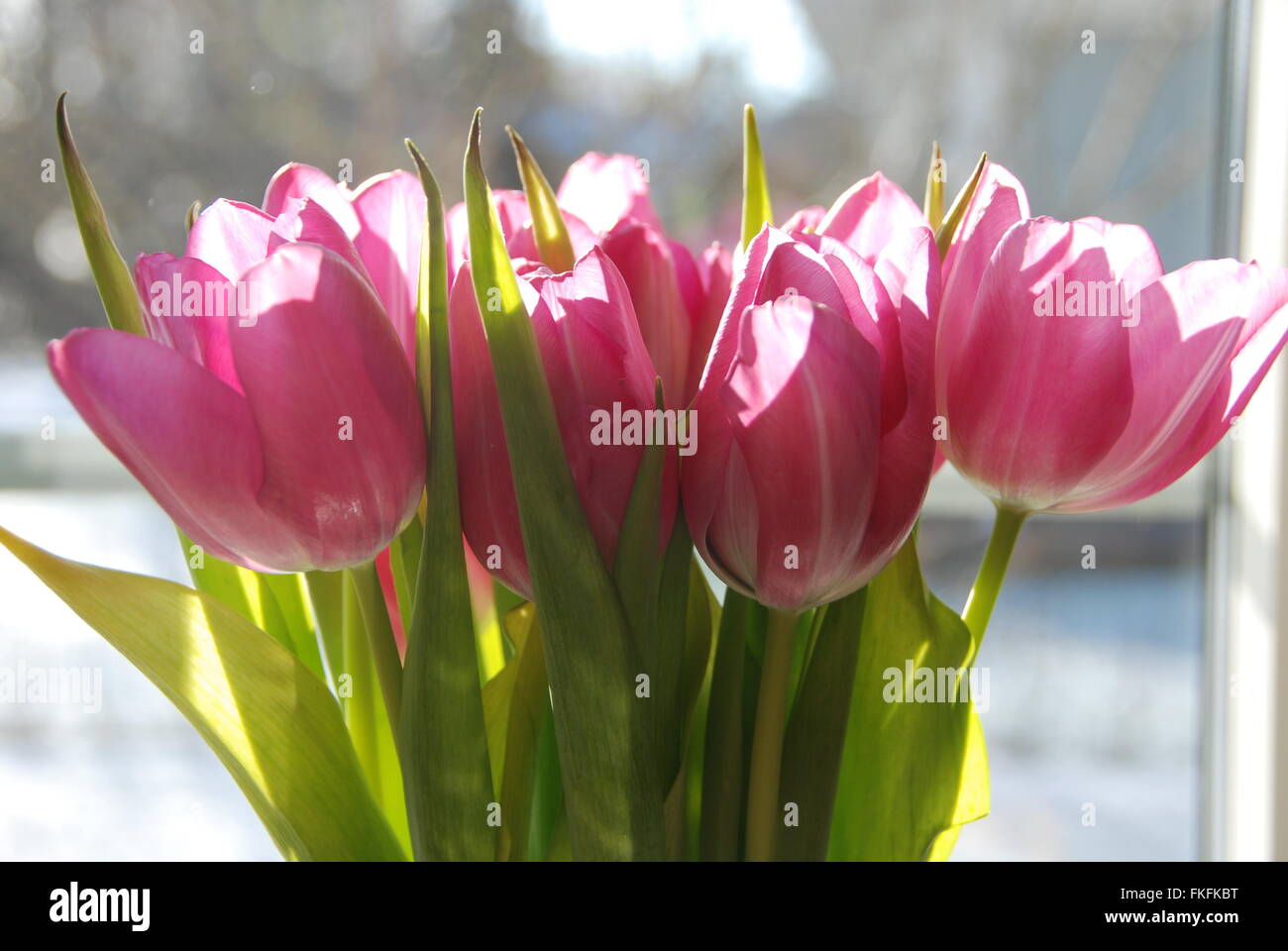 Bunch of pink tulips Stock Photo - Alamy