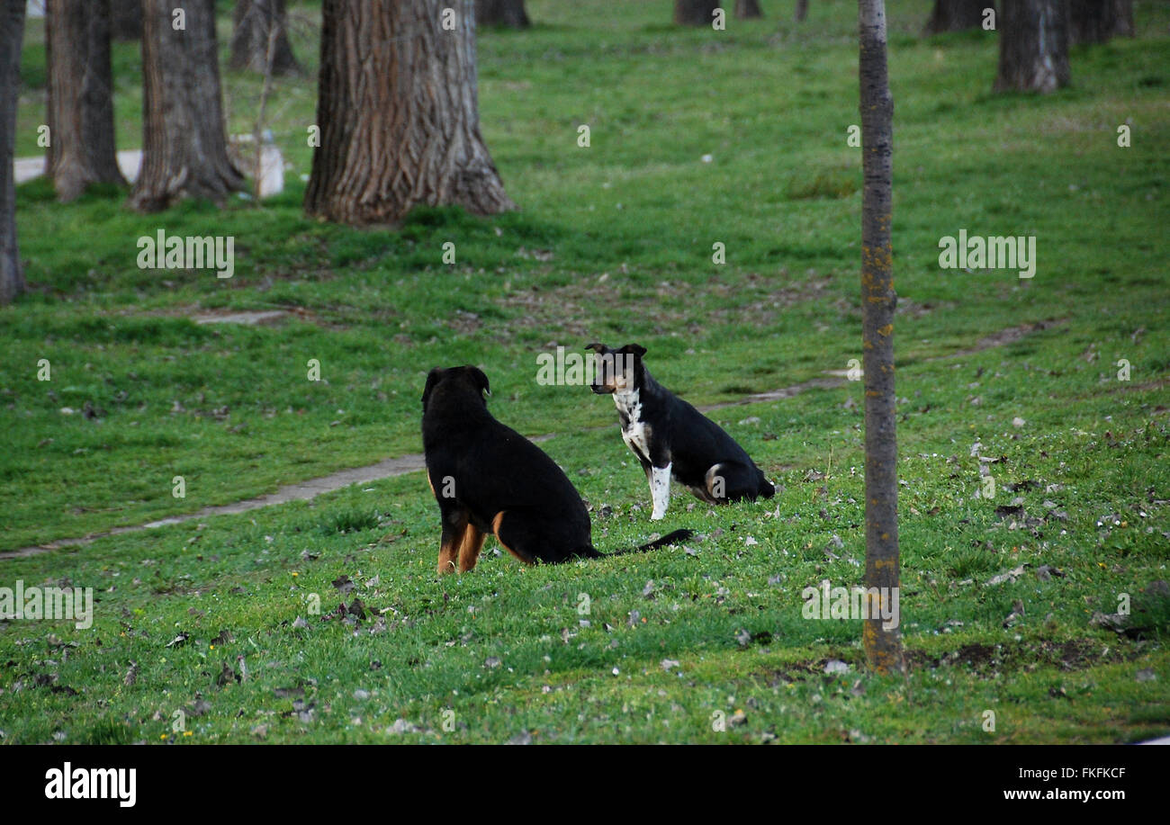Two dog friends, watching other dog in the park Stock Photo - Alamy