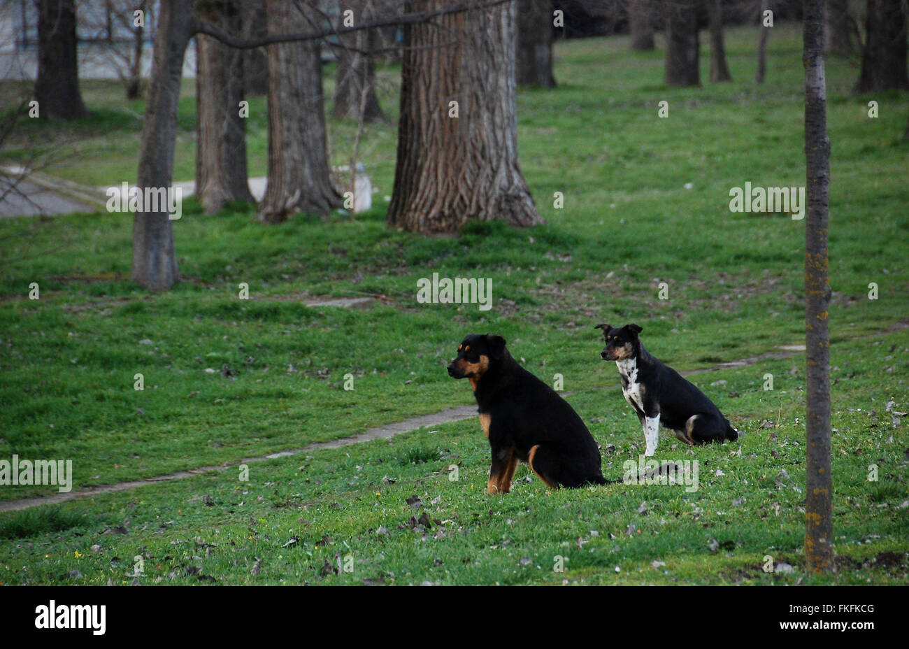 Two dog friends, watching other dog in the park Stock Photo - Alamy