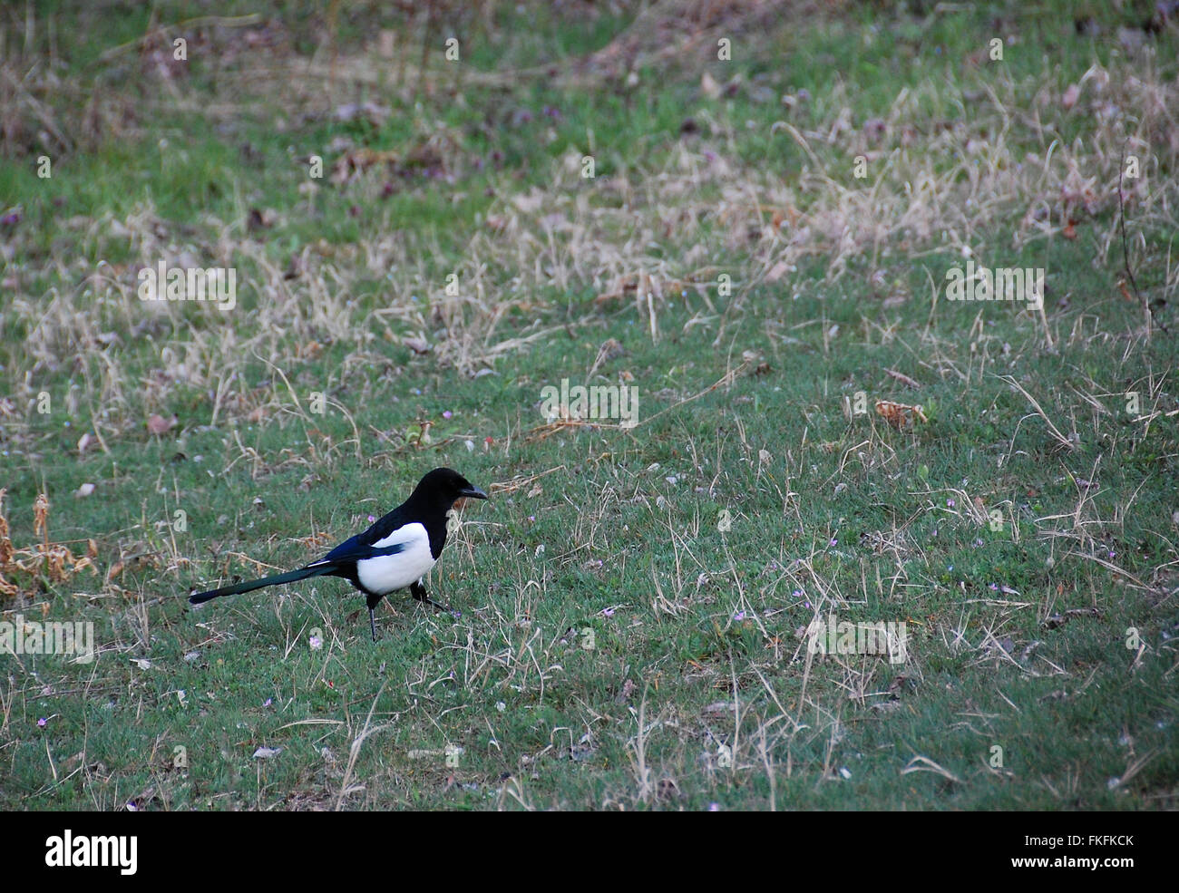 Sympathetic magpie walks in the grass relaxed without fear of ...