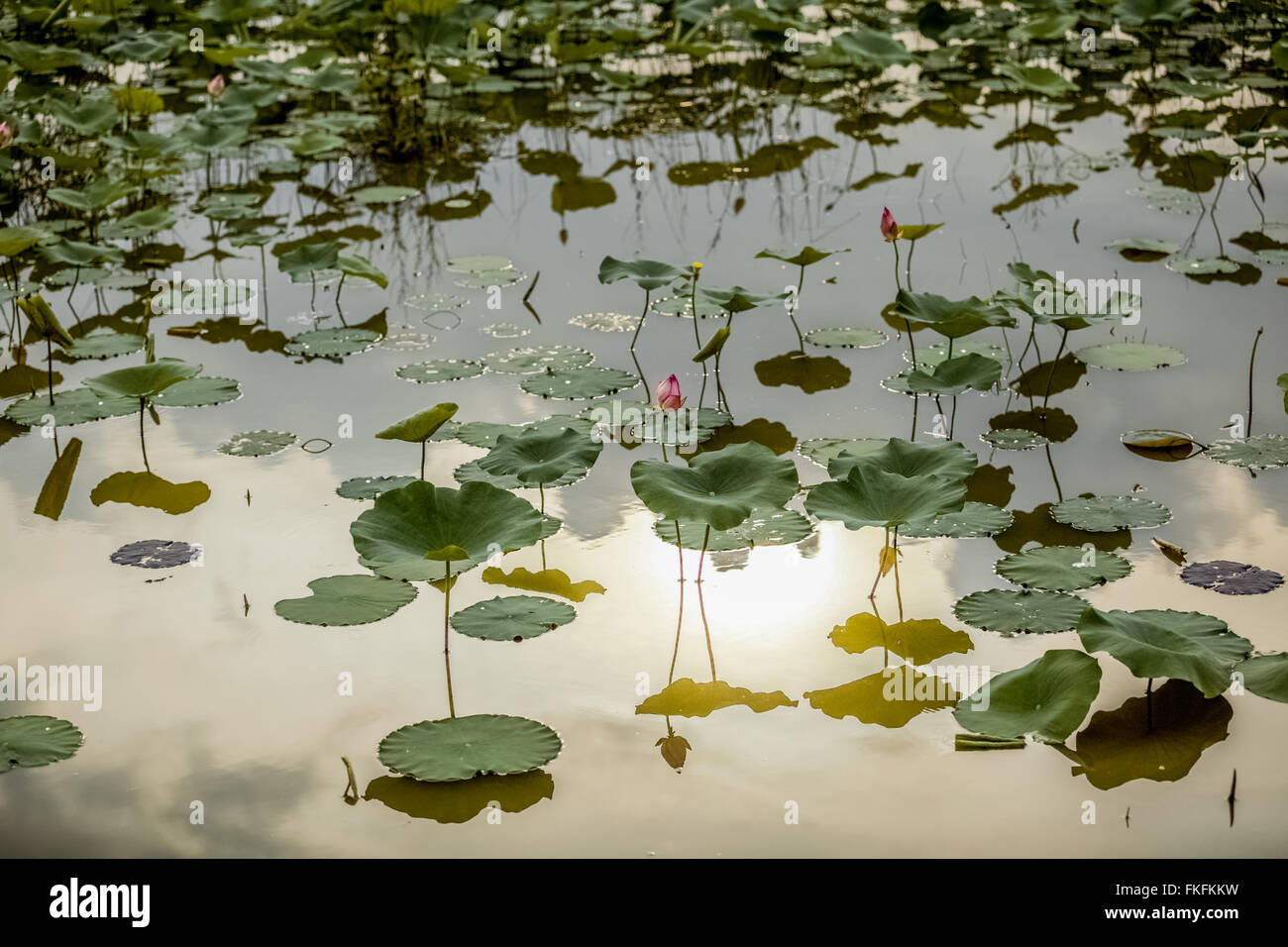 Lotus leave flower shadow in the water of the pool hi-res stock ...