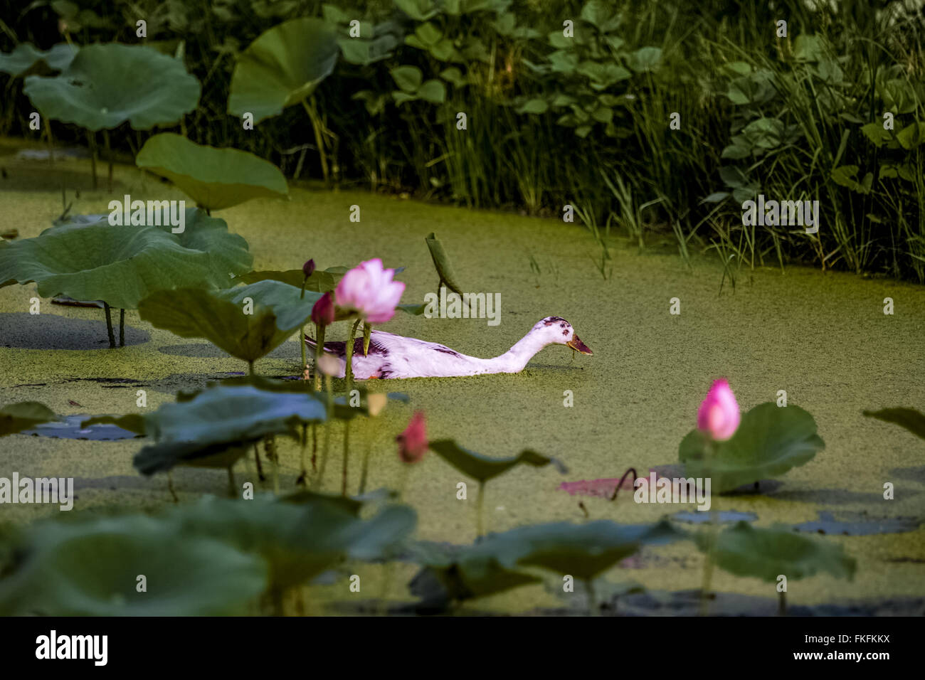 A Lovely white duck is swimming across the Lotus flowers inside a ...