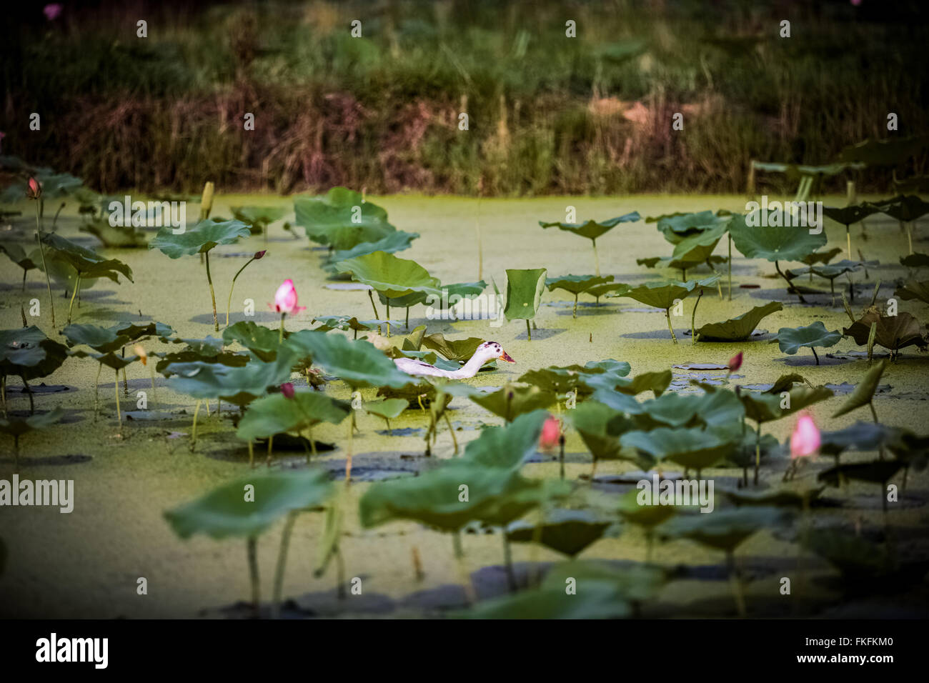 Full of lotus flower inside a green water pool hi-res stock photography ...