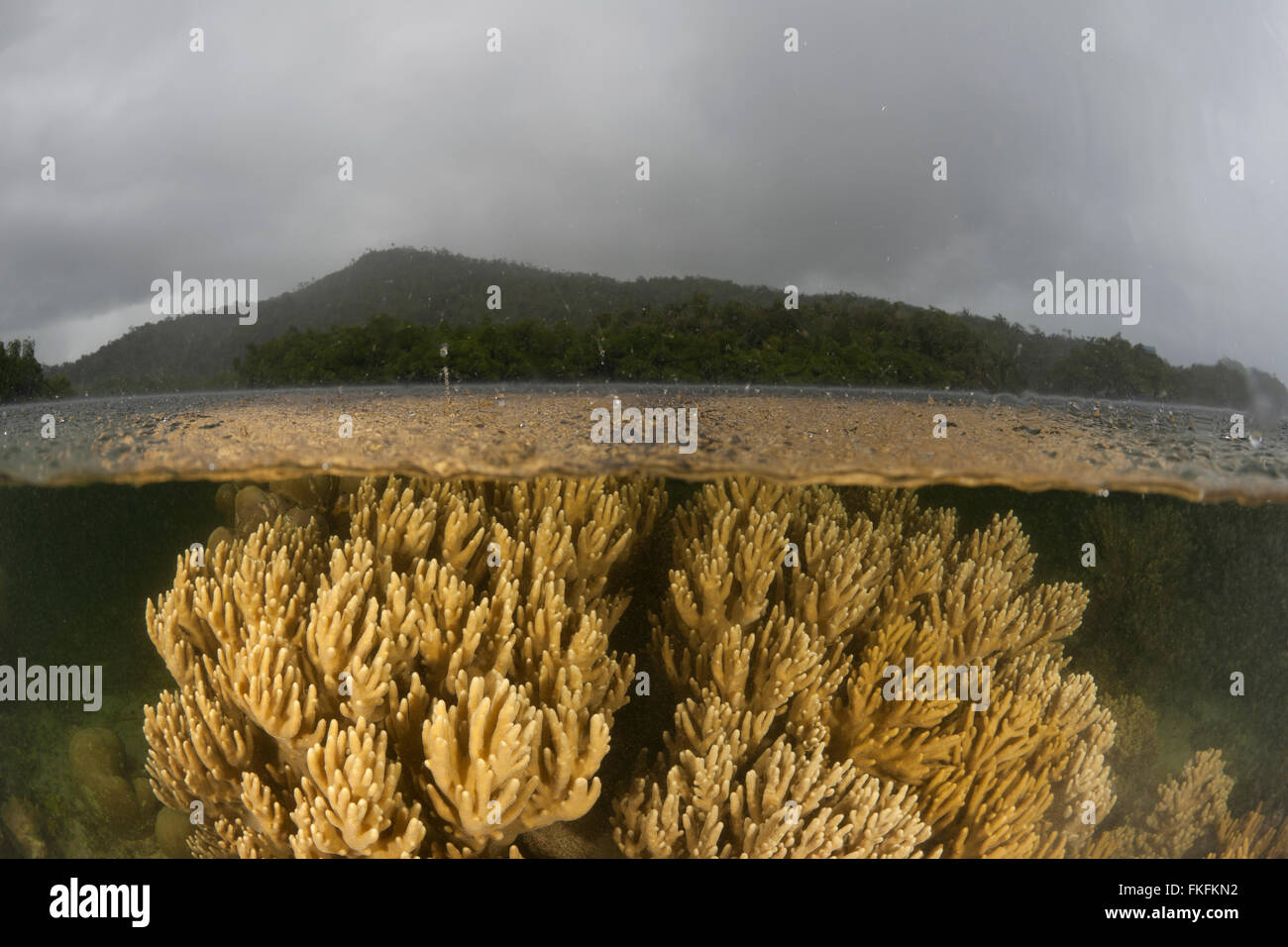 Split level of coral reef in the shallows Stock Photo - Alamy