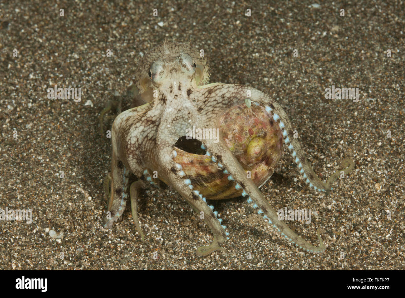 Coconut octopus(Amphioctopus marginatus) inside an empty snail shell ...